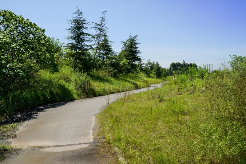 Rural Way in Weeds of Sunny Summer Stock Photo - Image of sunny, rural ...