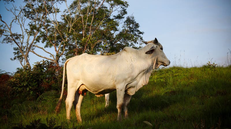 Rural White Bull Grazing on a Green Hill Stock Photo - Image of ...