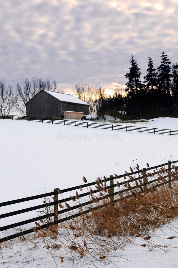 Snowy Ranch and Horses stock photo. Image of snowing, winter - 7780420