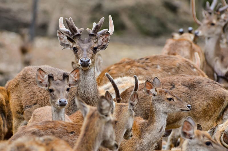 Rusa deer stock image. Image of wildlife, male, animal - 34943767