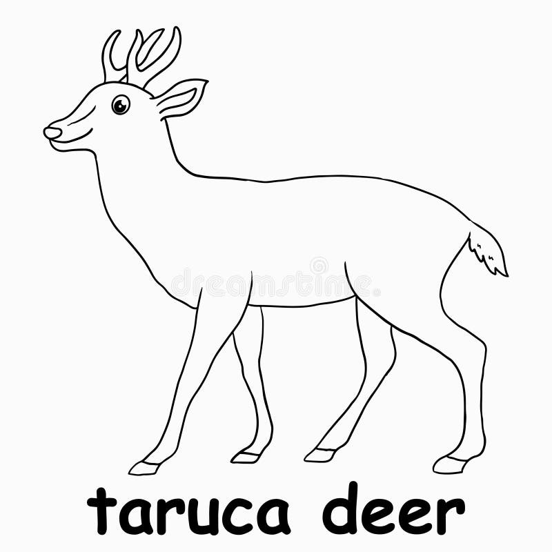 Kids Line Illustration Coloring Taruca Deer. Outline Vector for ...