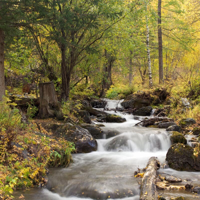 Ruscello nella foresta immagine stock. Immagine di brooklet - 12826649