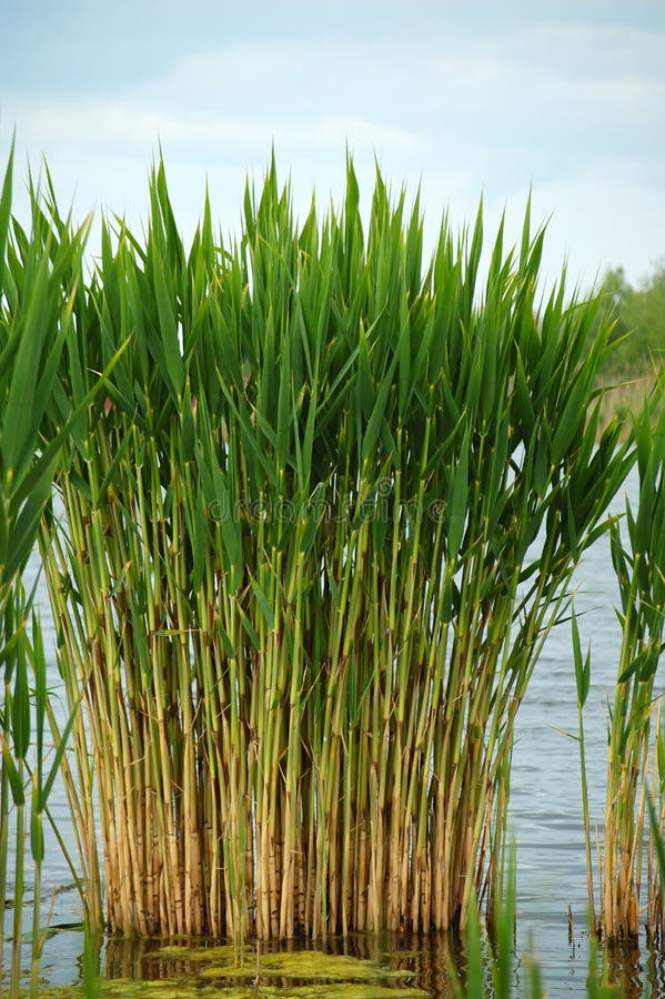 Rush stock image. Image of rushy, reed, stem, rush, bush - 5225839