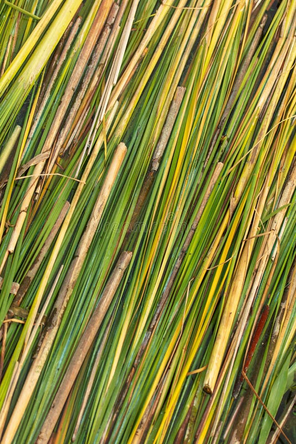 Rush Branches on the Water As a Background Stock Photo - Image of green ...