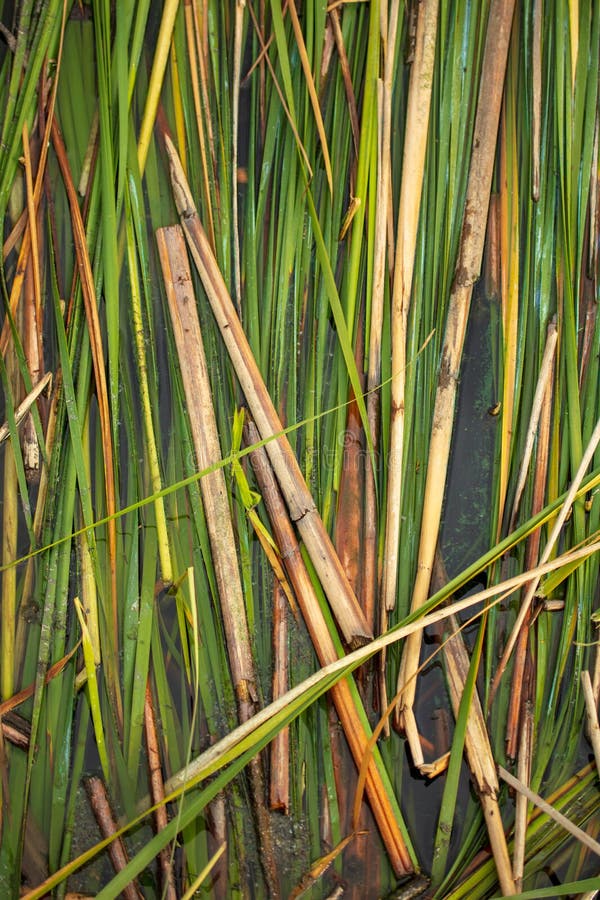Rush Branches on the Water As a Background Stock Image - Image of ...