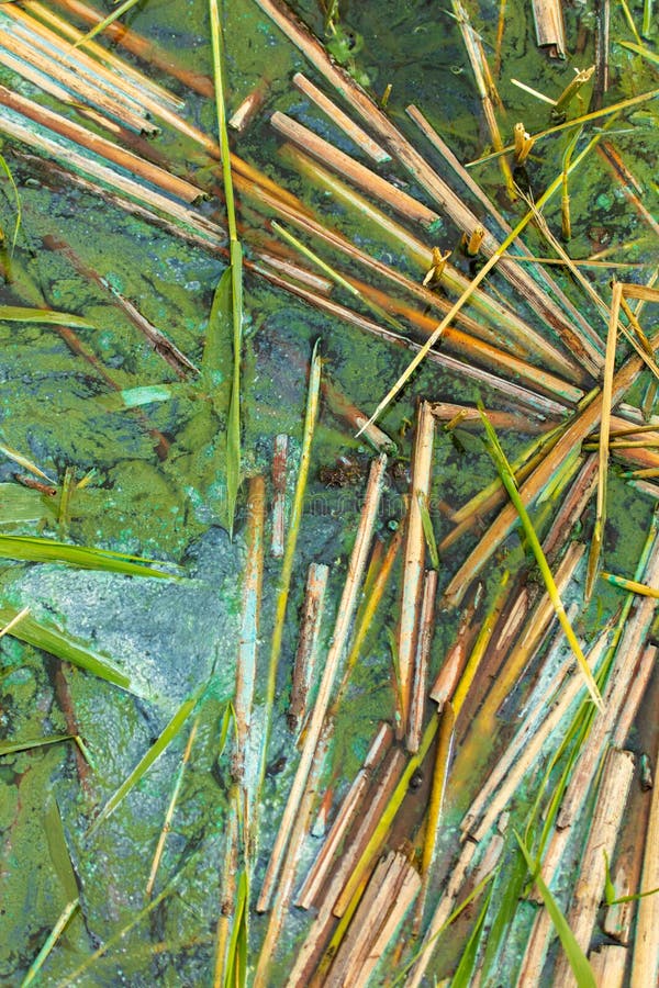 Rush Branches on the Water As a Background Stock Photo - Image of calm ...