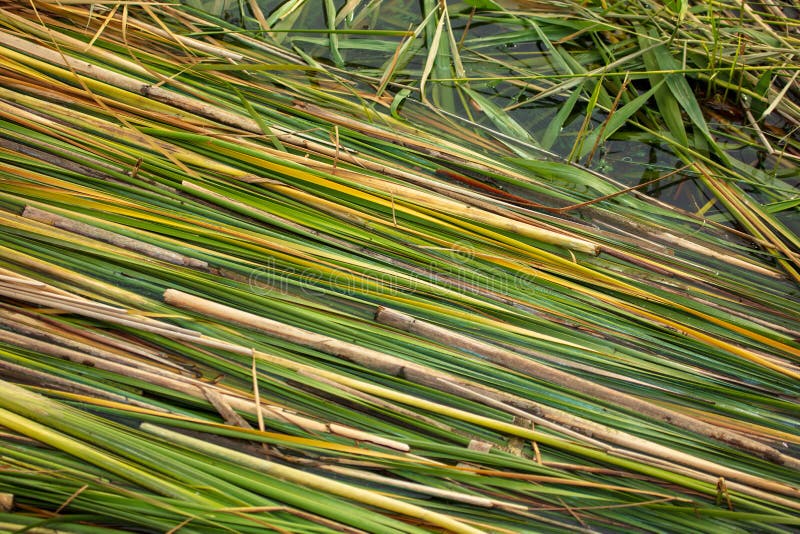 Rush Branches on the Water As a Background Stock Image - Image of park ...