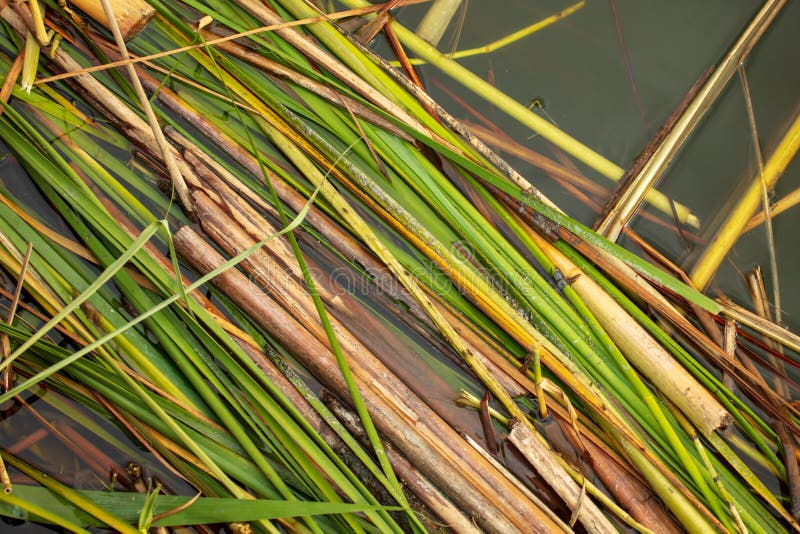 Rush Branches on the Water As a Background Stock Image - Image of ...