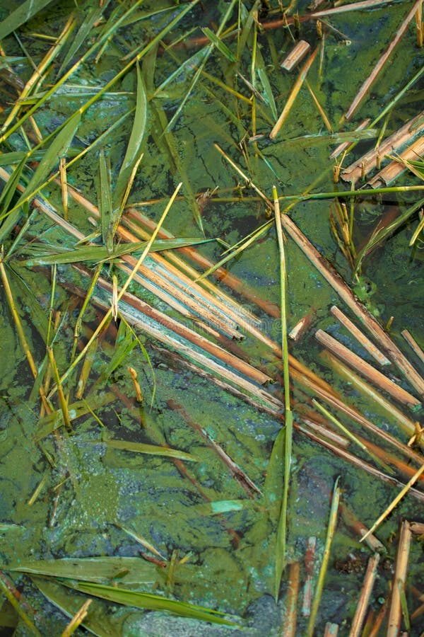 Rush Branches on the Water As a Background Stock Photo - Image of ...