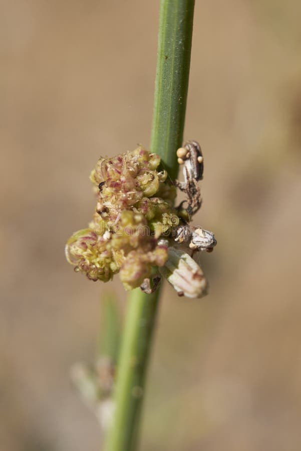 Rush Detail of Chondrilla Juncea Plant Stock Photo - Image of daisy ...