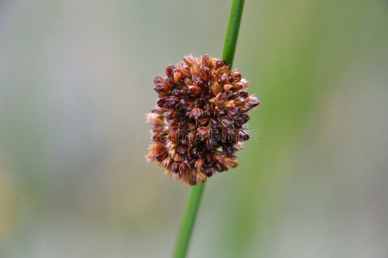 Rush stock image. Image of blossom, conglomeratus, rush - 45171463