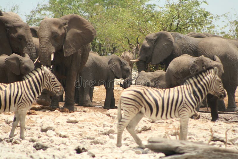 Rush hour stock image. Image of animals, fittest, black - 3845771