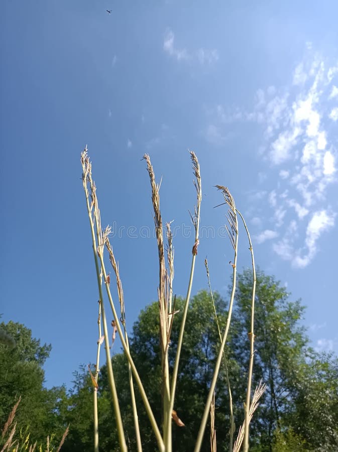 A rush plant on meadown stock image. Image of leaf, reed - 251284533