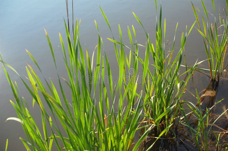 Rush plants stock image. Image of swamp, sunny, green - 23284267