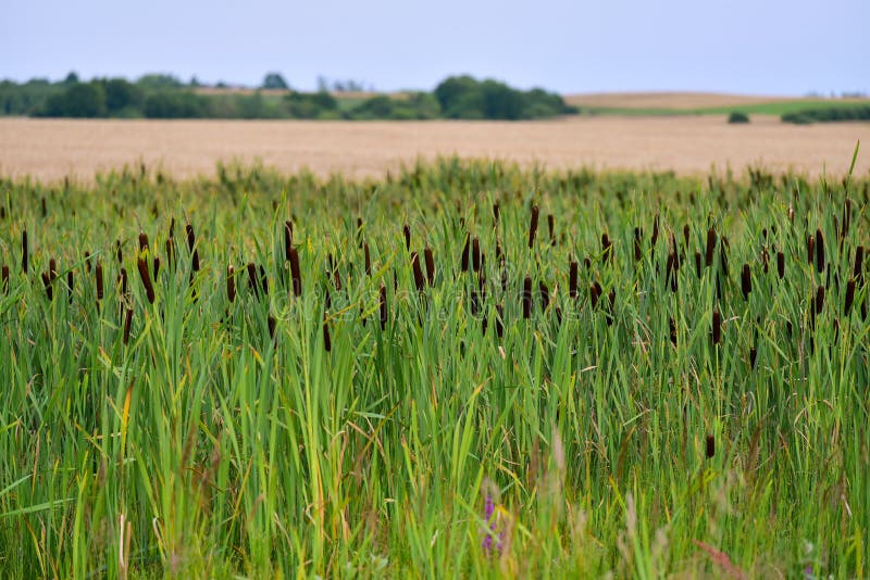 Field of reeds. stock photo. Image of cereal, barley - 13231512