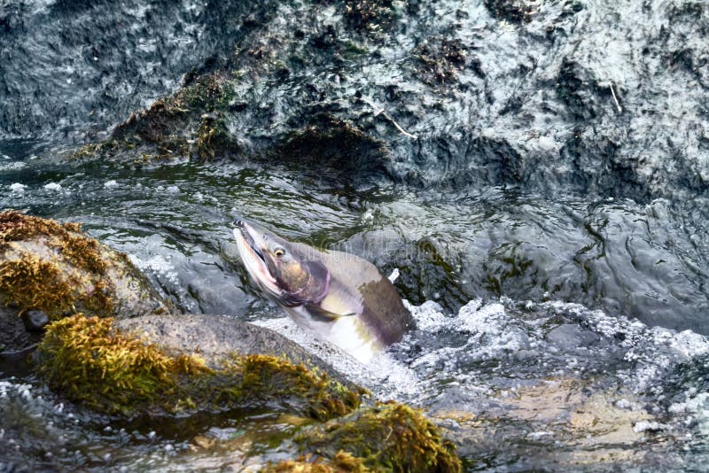 Rush of Salmon To Spawning Grounds Stock Image - Image of oncorhynchus ...