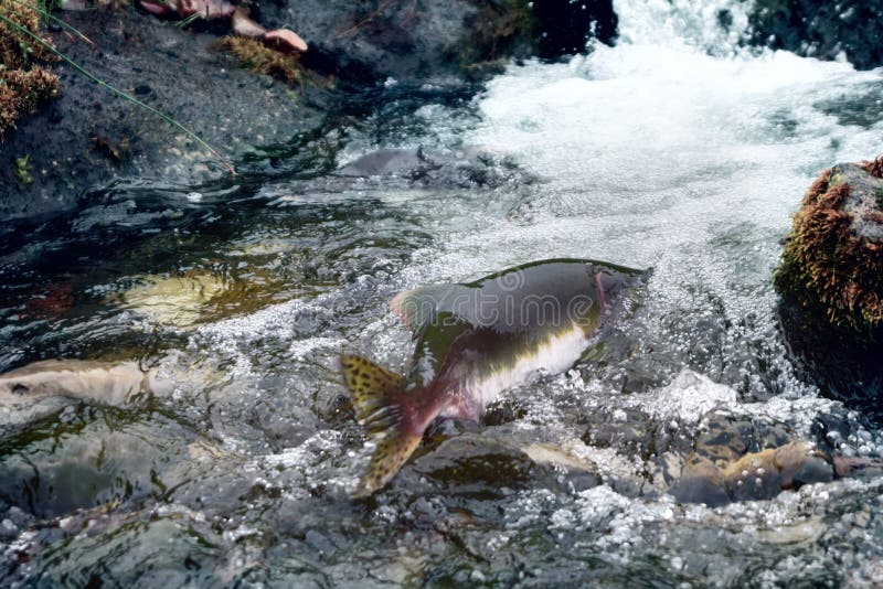 Rush of Salmon To Spawning Grounds Stock Image - Image of beautiful ...