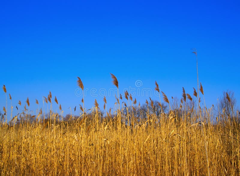 Rush and sky stock image. Image of view, blue, outdoors - 10727097