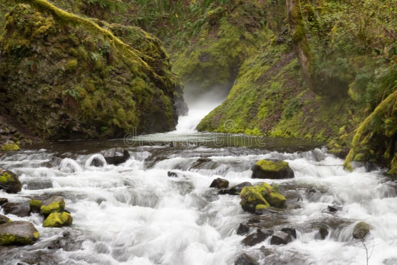 Rush stock photo. Image of travel, flowing, nature, green - 116229474