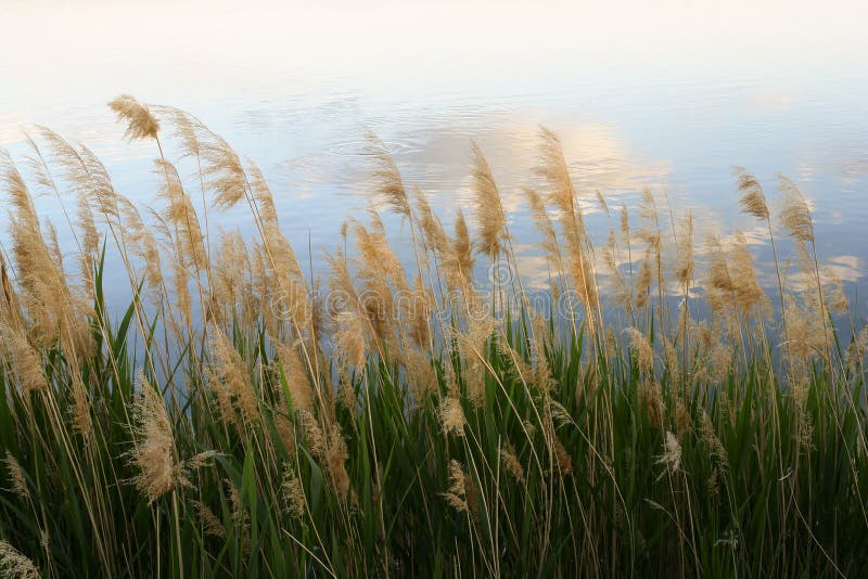 Rushes stock image. Image of grow, dusky, gloomy, lake - 5411265