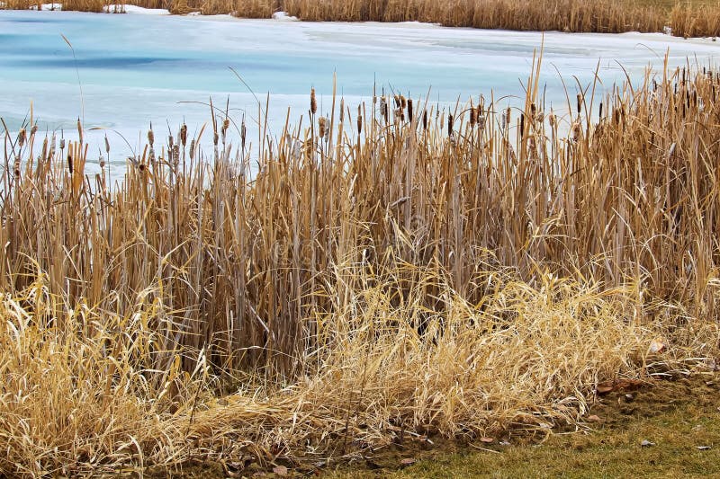 Rushes Along a Pond Bank in Spring Stock Photo - Image of grass ...