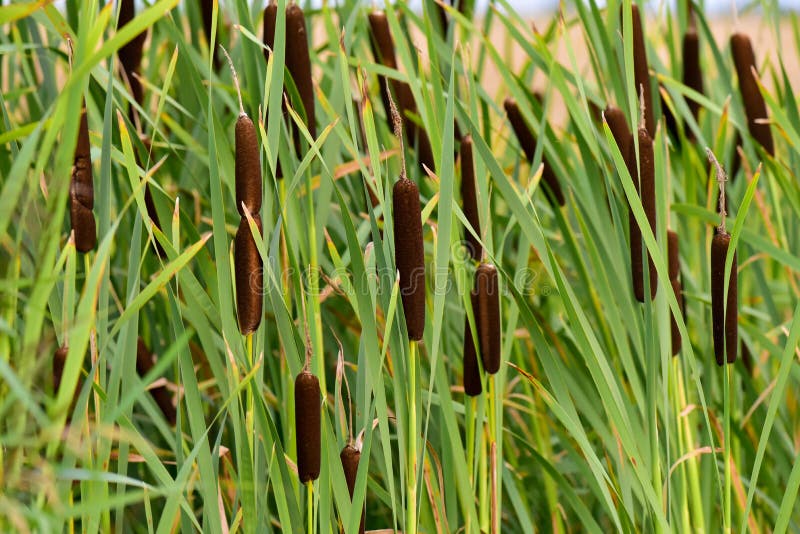 177 Bull Rushes Stock Photos - Free & Royalty-Free Stock Photos from ...