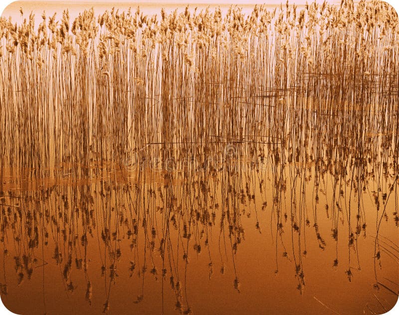 Rushes in a lake 1 stock image. Image of colour, spring - 45678141