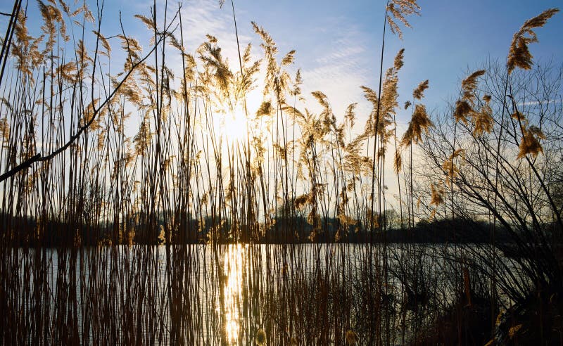 Rushes near pond stock photo. Image of season, scene - 68397444
