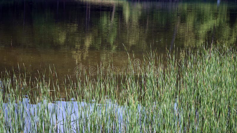 Rushes on the Park Pond, Reflections of Trees in the Water Stock Image ...