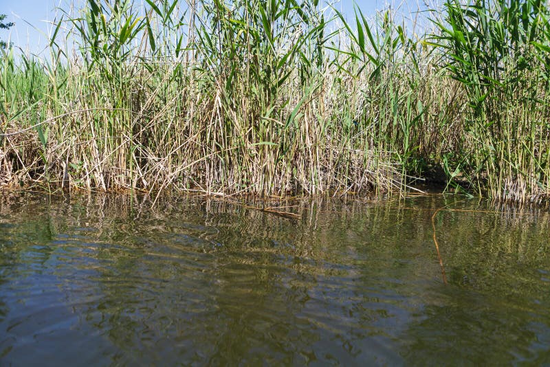 Rushes on the river bank stock photo. Image of closeup - 153561636