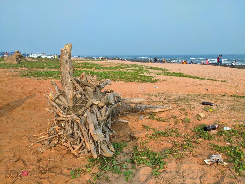 Rushikonda Beach Vizag,old Tree Trunk Stock Photo - Image of ruins ...