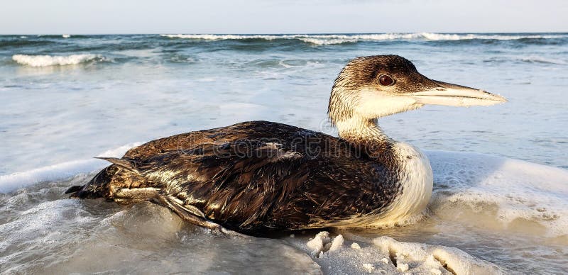 Loon Resting on Sandy Beach in Florida. Stock Image - Image of swan ...
