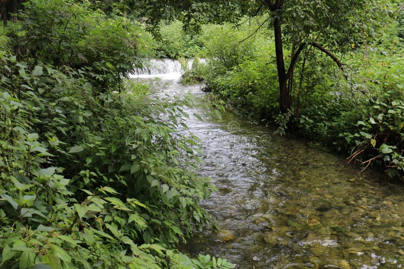 A Rushing and Deeply Secluded Stream Flows through the Lush Vegetation ...
