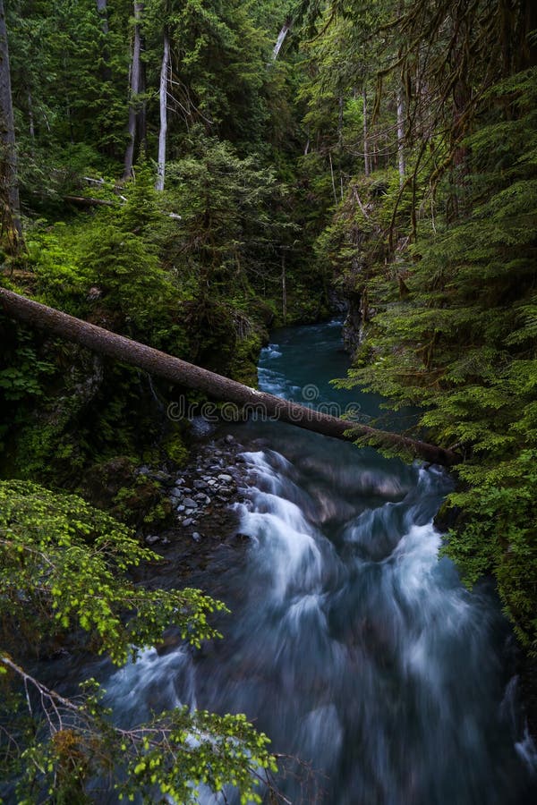 Rushing River in Forest in Oregon Stock Image - Image of explore, fast ...