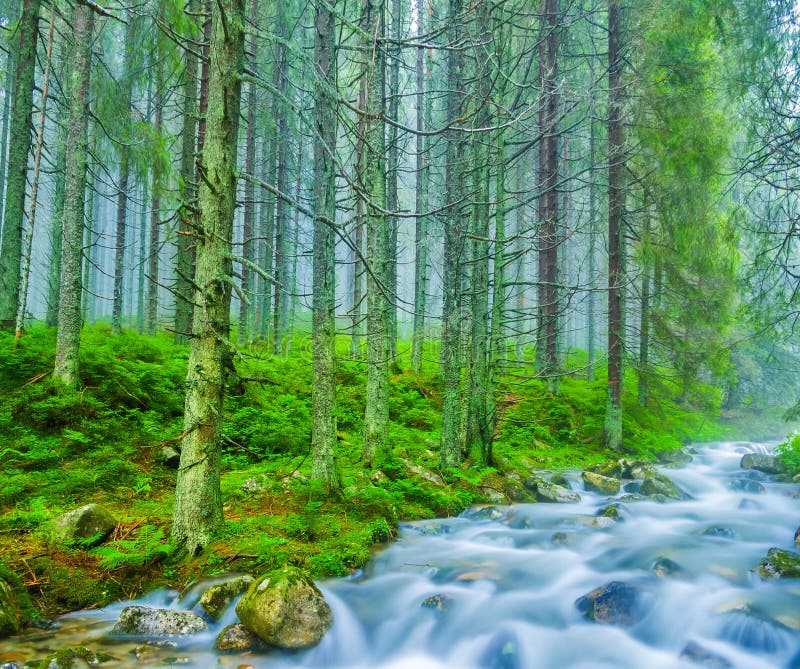 Rushing river scene stock photo. Image of plant, bush - 55860314