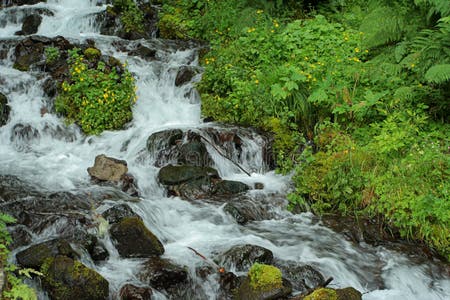 Rushing stream stock image. Image of stream, yellow, columbia - 1057497