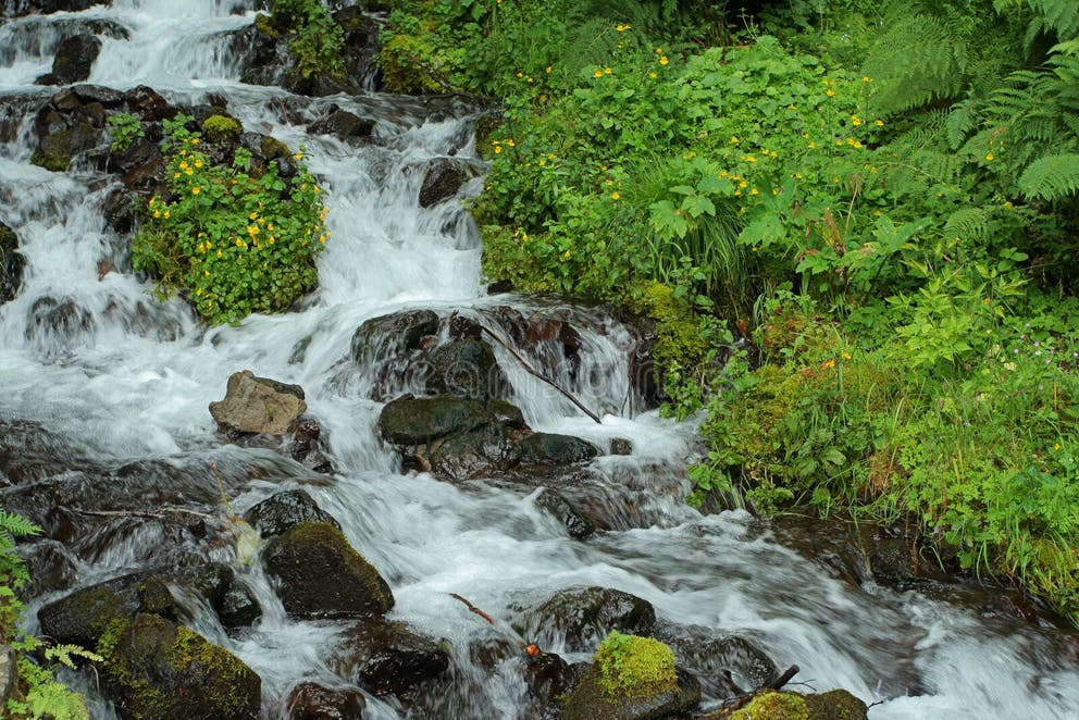 Rushing stream stock image. Image of stream, yellow, columbia - 1057497