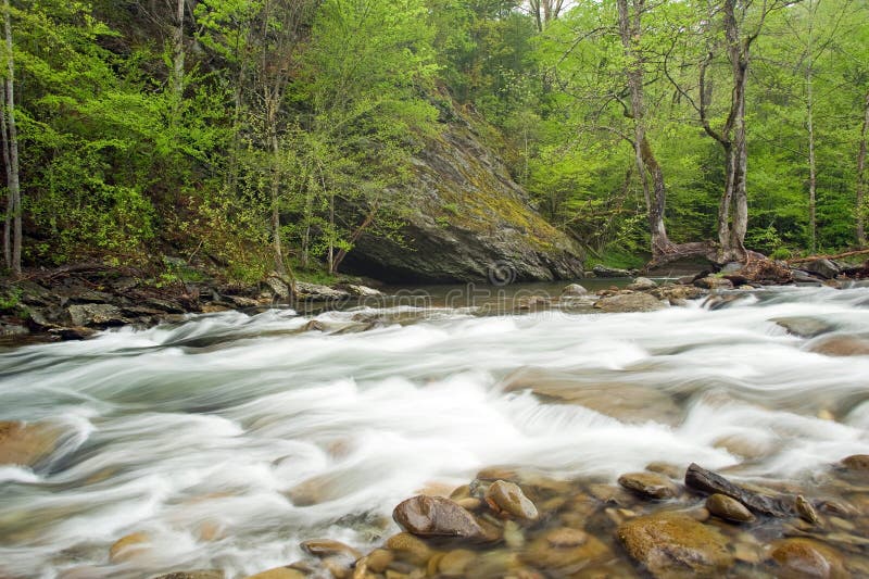 Rushing stream in forest stock image. Image of earth - 14011743