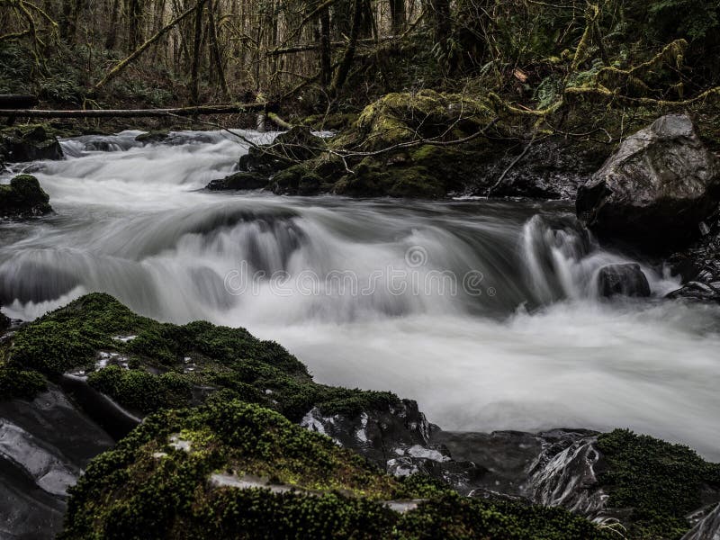 Rushing Stream in Forest stock image. Image of rushing - 91523937