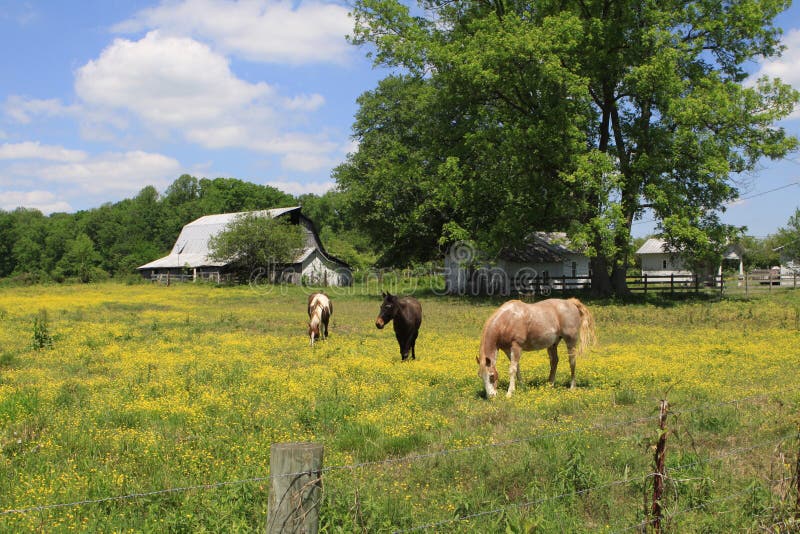 45,064 Tennessee Stock Photos - Free & Royalty-Free Stock Photos from ...