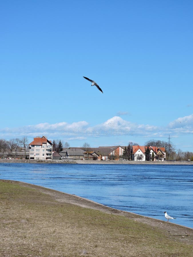 Rusne Island in Spring, Lithuania Stock Photo - Image of plant, bird ...