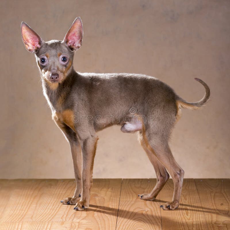 Ruso Toy Terrier imagen de archivo. Imagen de liso, belleza - 31236075