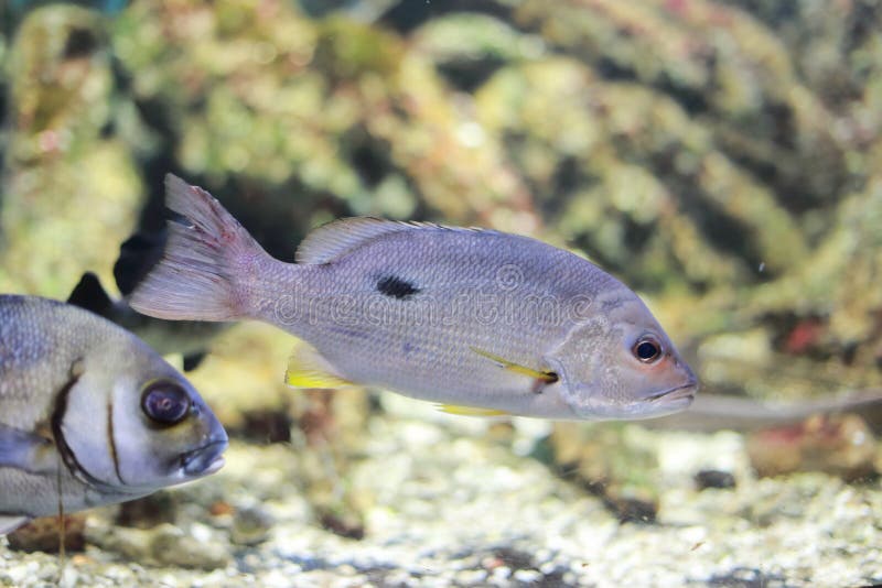 The Russell S Snapper or Moses Perch Fish. Stock Image - Image of ...