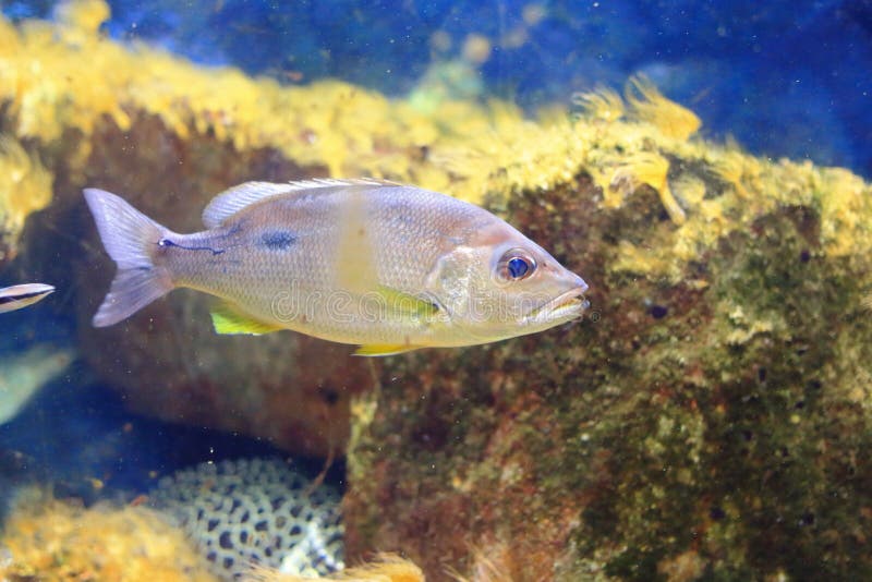 The Russell S Snapper or Moses Perch Fish. Stock Image - Image of moses ...