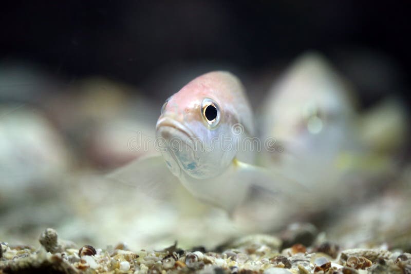 Moses Snapper or One-spot Snapper, Onespot Seaperch Lutjanus Monostigma ...