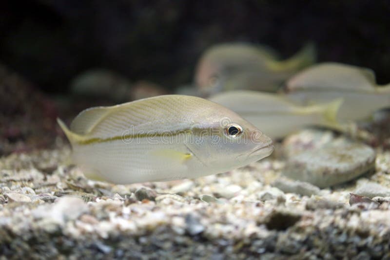 The Russell S Snapper or Moses Perch Fish. Stock Image - Image of ...