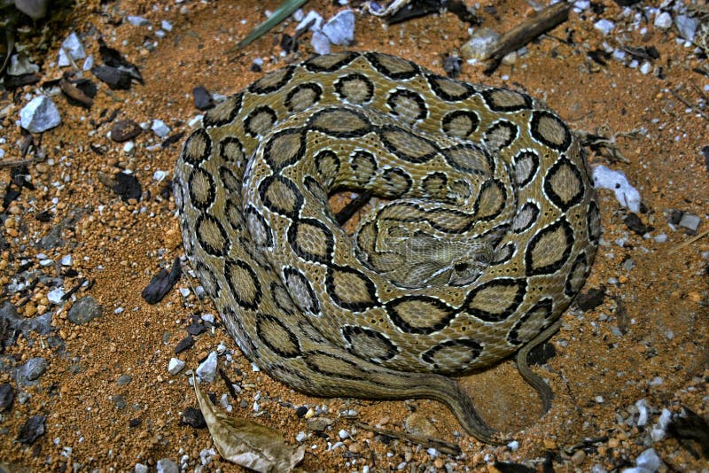 Russell`s Viper, Daboia Russelii, Bangalore, Karnataka Stock Photo ...