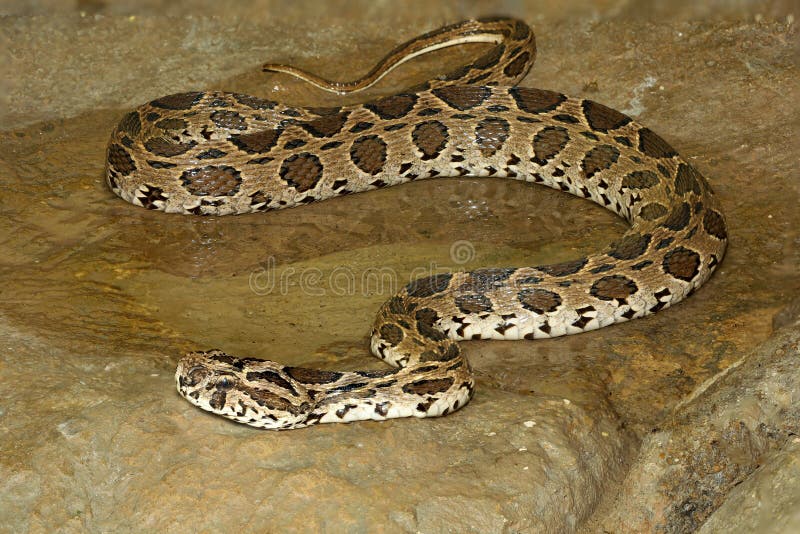 Primer Del Russelii De Daboia De La Víbora De Russell Foto de archivo ...
