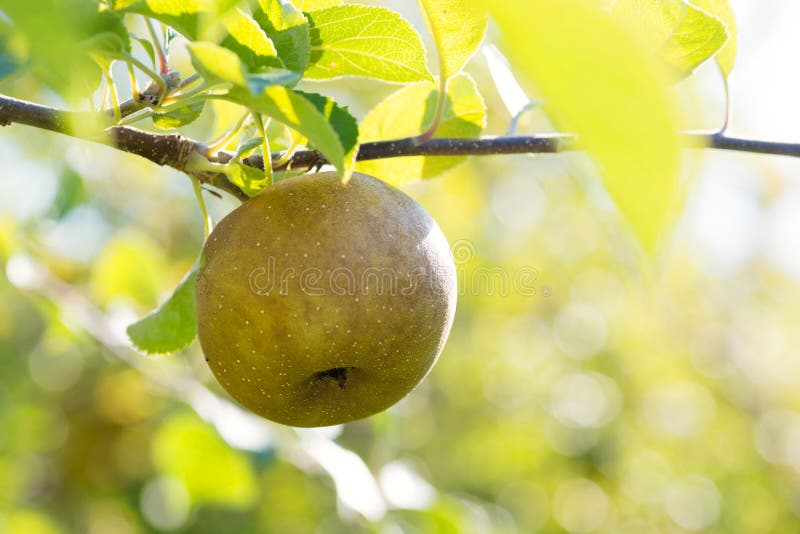 Russet Apple stock photo. Image of juicy, russet, food - 16558240