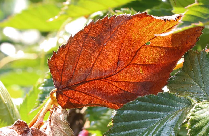 Russet Bramble Leaf in Autumn in a Garden in Sunlight Stock Image ...